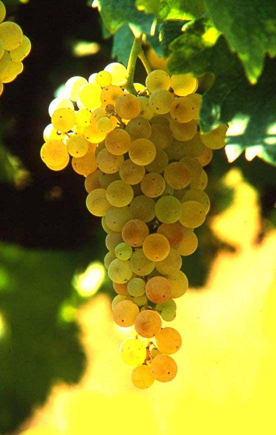 golden grapes – Linda Mahkovec – Author