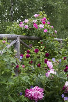 Color, magnificent color – pink – Linda Mahkovec – Author