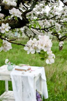 Jane Austen and springtime – Linda Mahkovec – Author